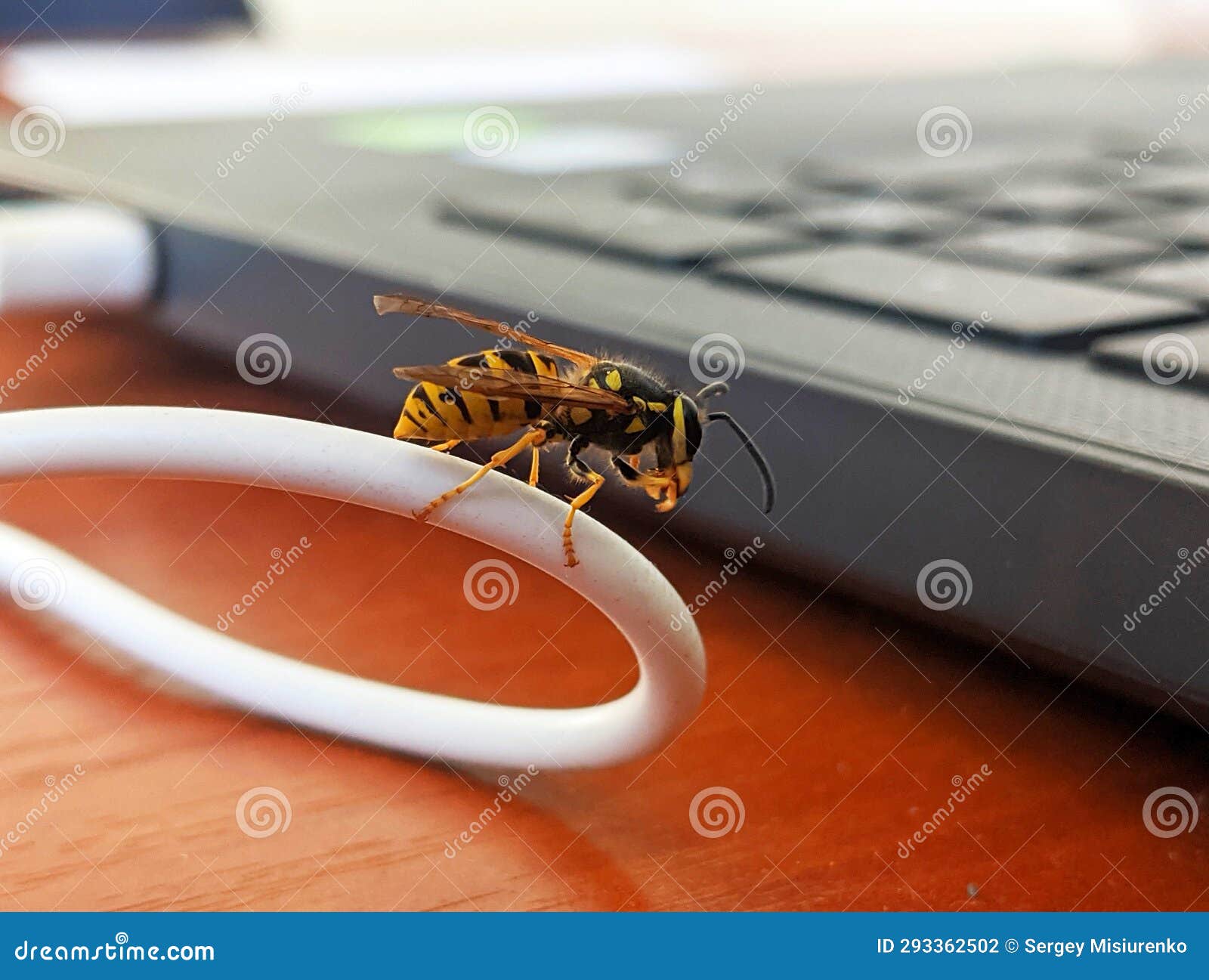 A Wasp Sits on a Laptop Cable Stock Photo - Image of sits, cable: 293362502