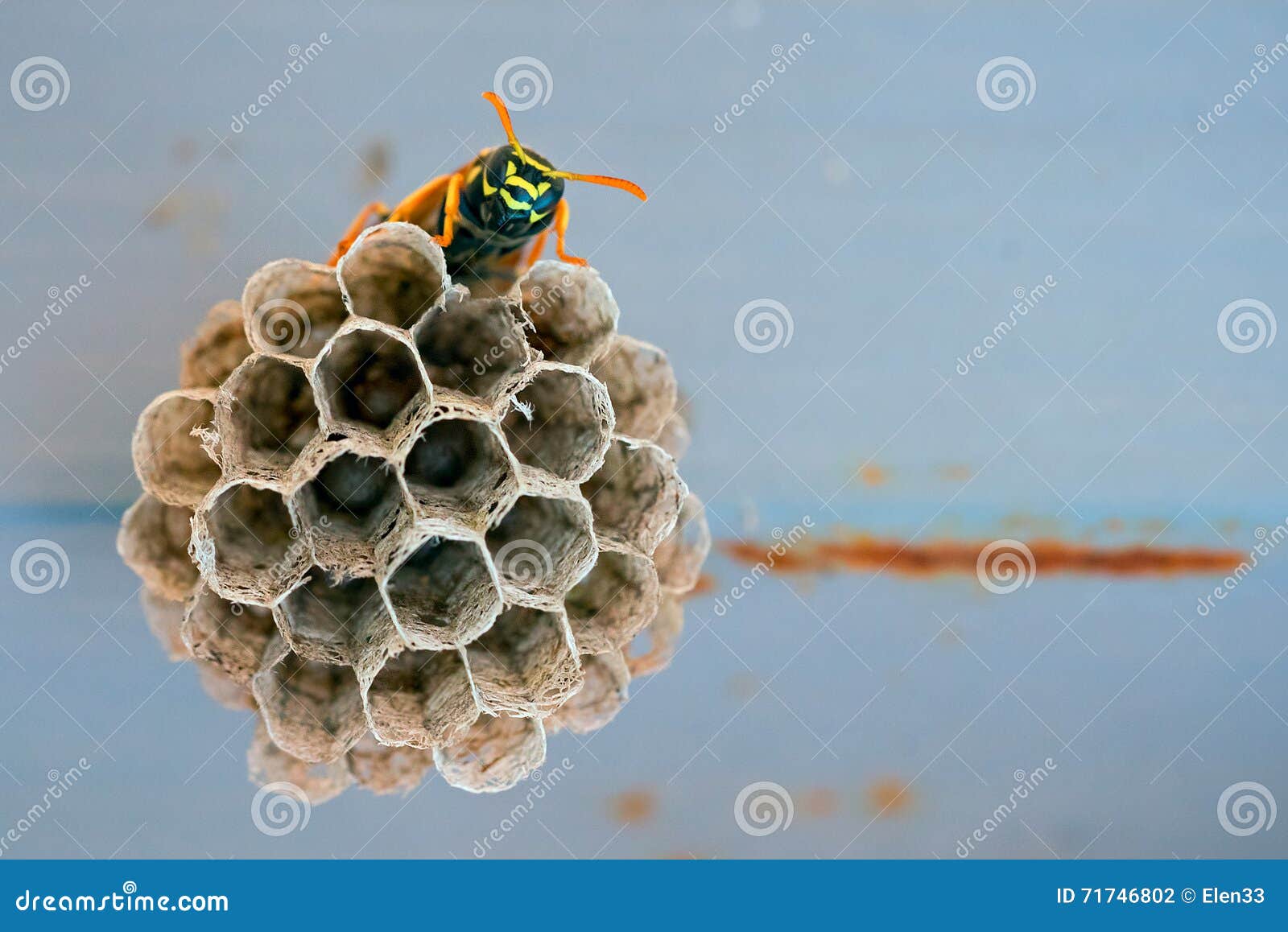 Wasp stock photo. Image of community, hymenoptera, apocrita - 71746802