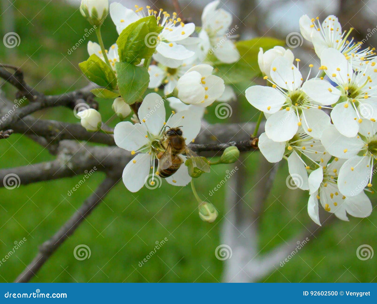A Wasp Sitting on the Cherry Tree Blossom Stock Photo - Image of summer ...
