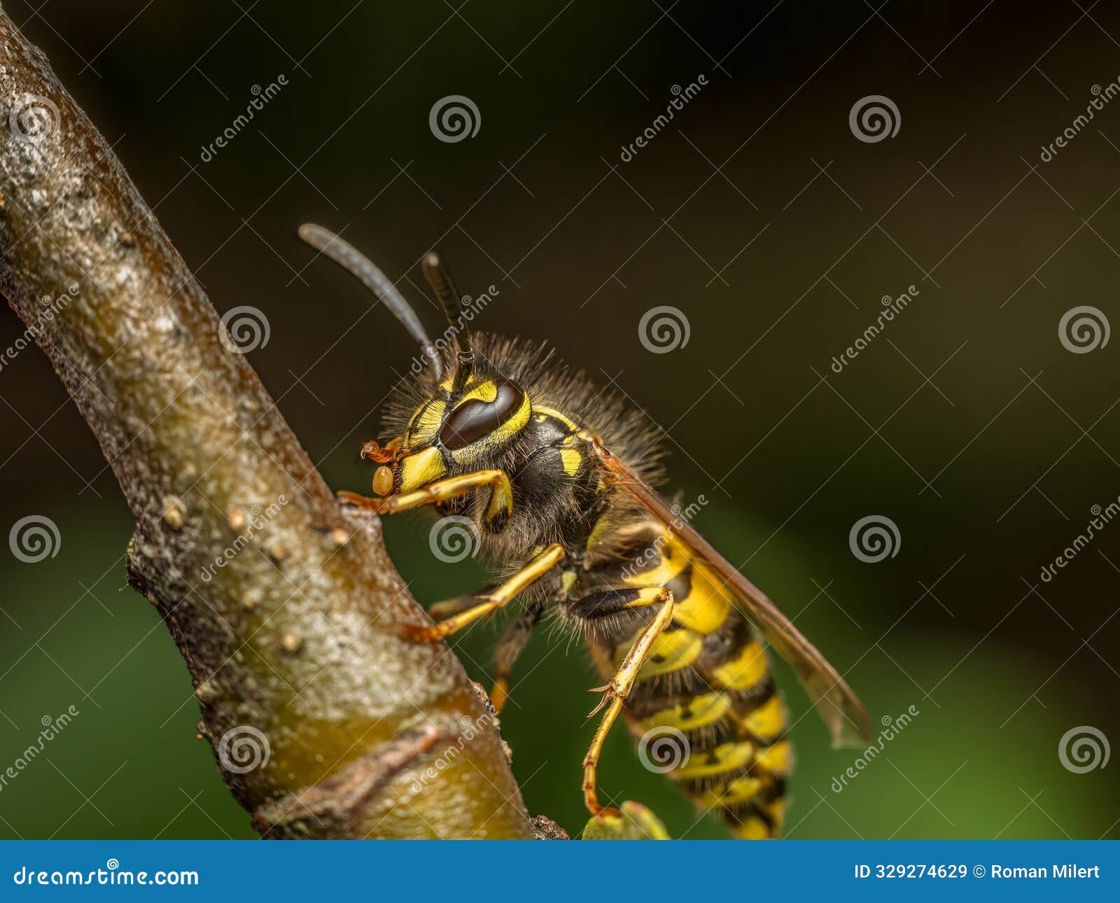 A Fruit Wasp Gnawed A Hole In A Ripe Sweet Apple. Insect Pest In The ...