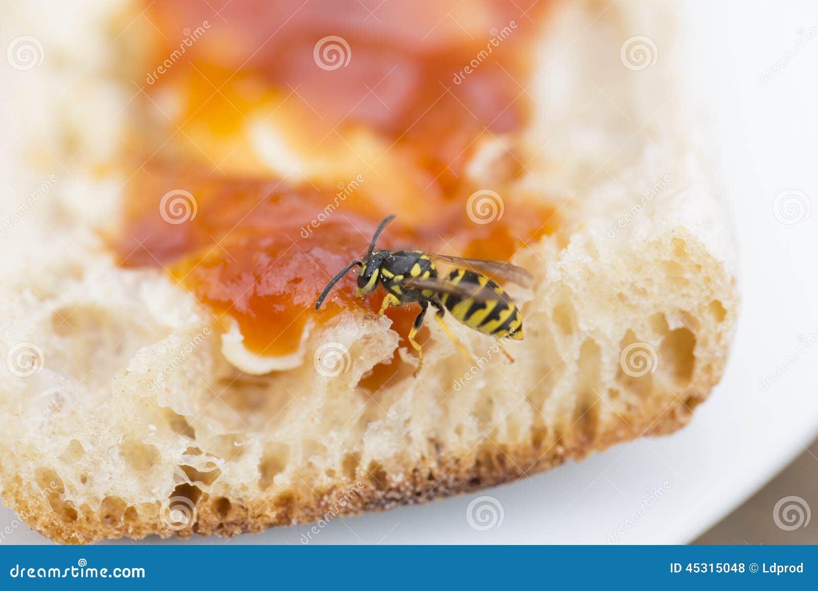A Wasp on a Slice of Bread and Jam Stock Photo - Image of sugar, black ...