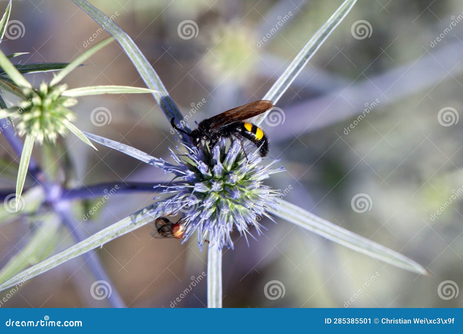 Scolia Hirta Is A Species Of Wasp Belonging To The Family Scoliidae ...