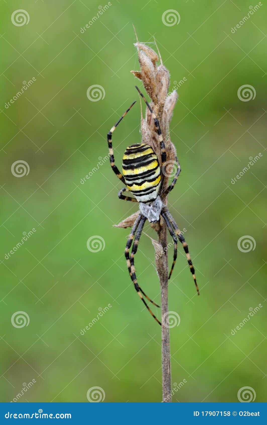 Wasp spider stock photo. Image of bruennichi, wilderness - 17907158
