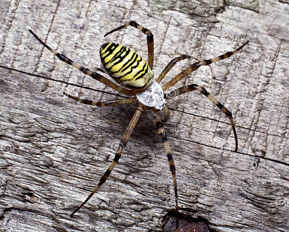 Wasp spider stock image. Image of venom, poisonous, scary - 26838849