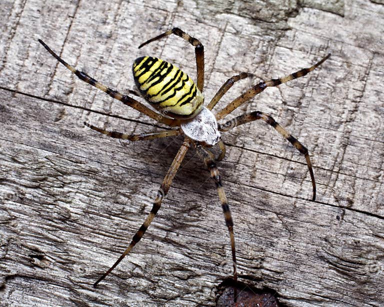 Wasp spider stock image. Image of venom, poisonous, scary - 26838849