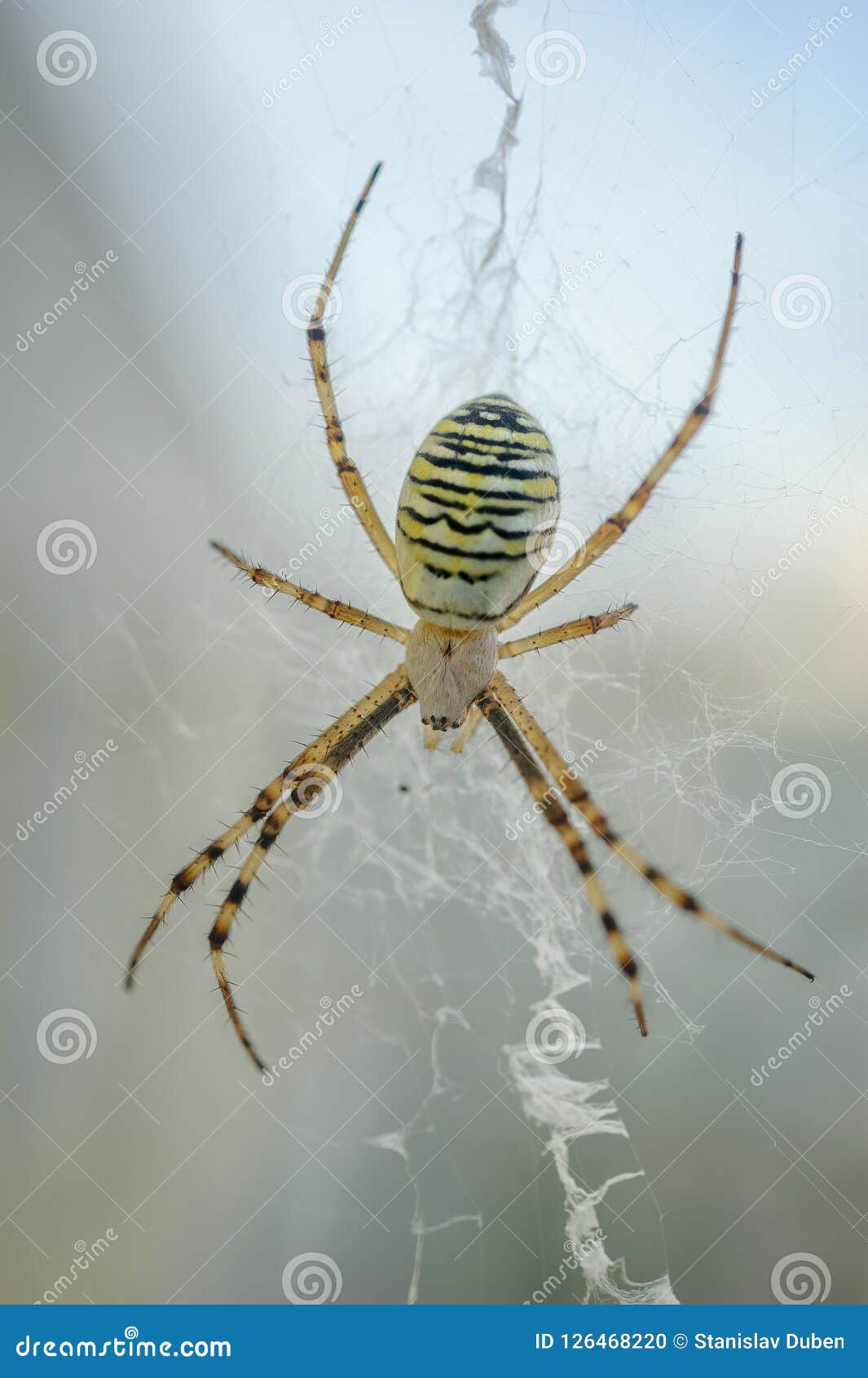 Wasp Spider - Argiope Bruennichi. Close-up Orb-web Spider Stock Photo ...