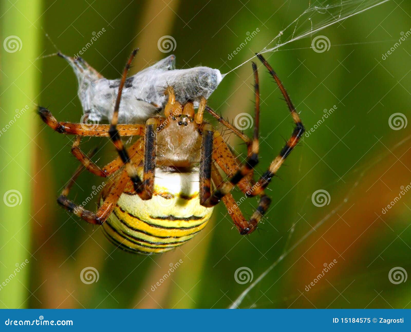 Wasp Spider and bee stock image. Image of macro, wildlife - 15184575