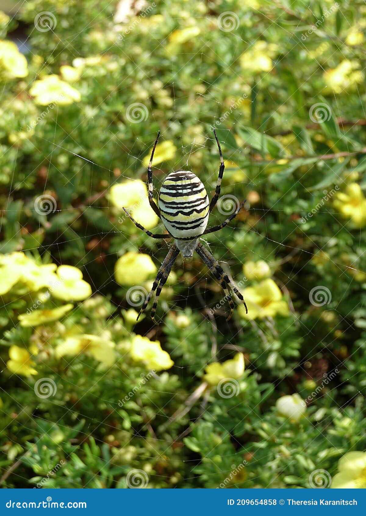 Wasp spider stock photo. Image of venomous, spider, black - 209654858