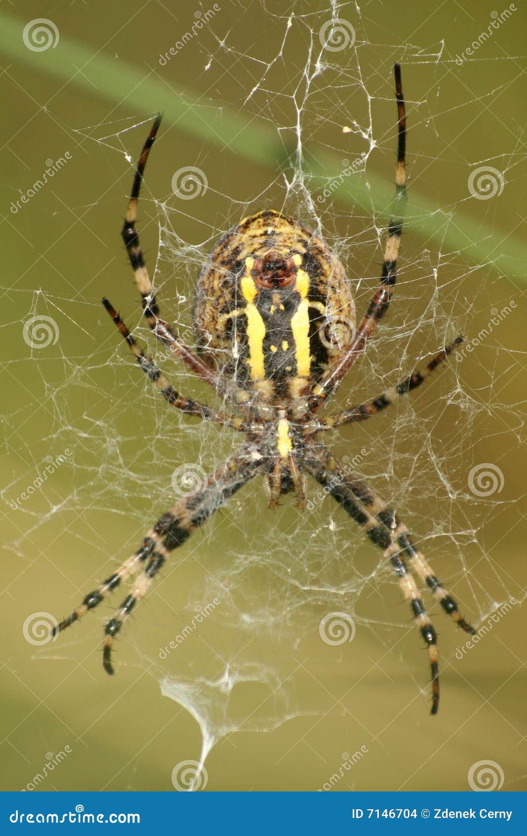 Wasp spider - bottom view stock photo. Image of meadow - 7146704