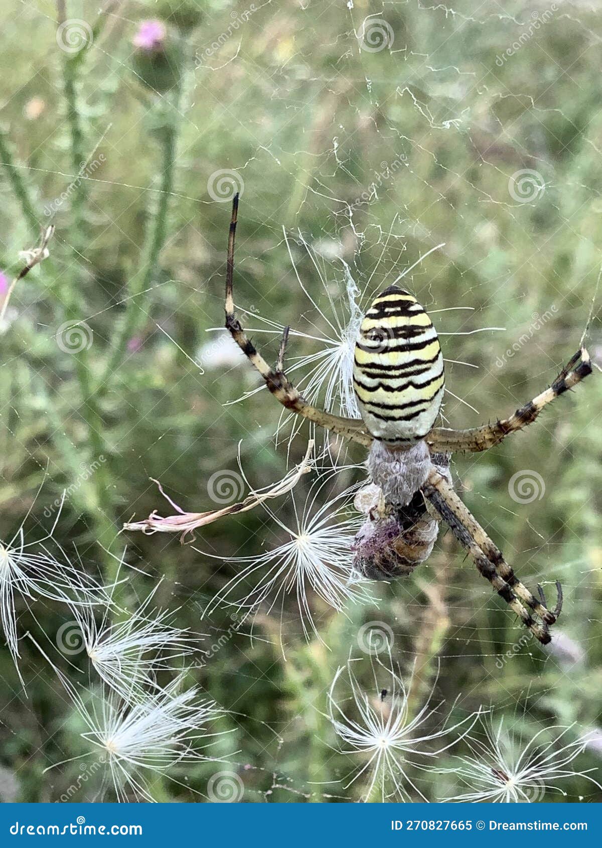 A wasp spider caught a bee stock image. Image of caught - 270827665