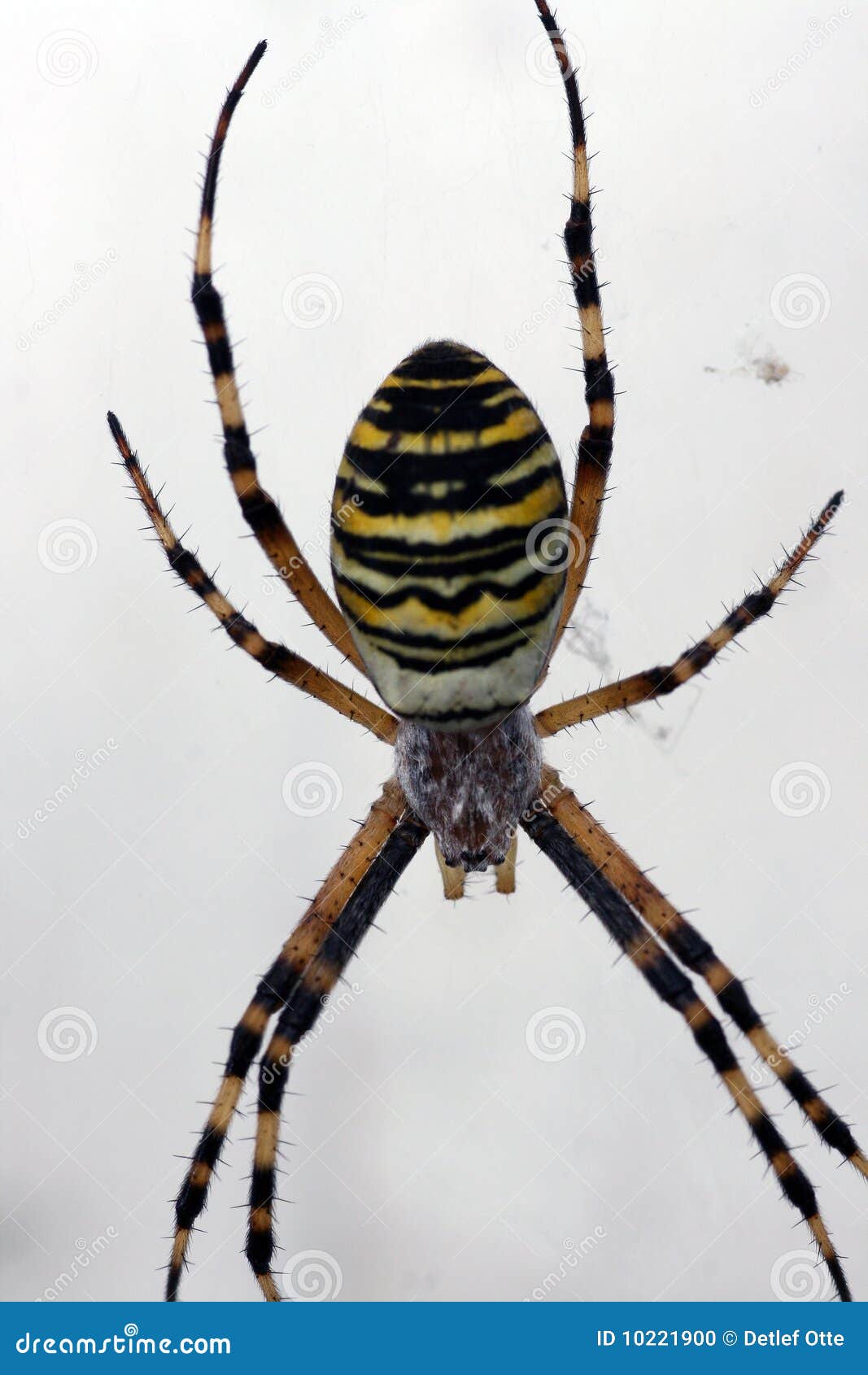 Wasp spider close up stock photo. Image of brown, yellow - 10221900