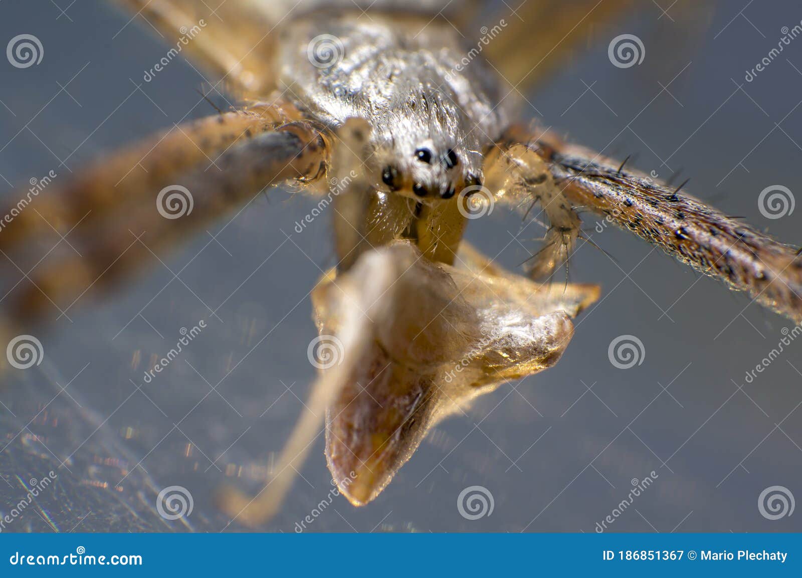 Wasp spider while eating stock image. Image of fear - 186851367