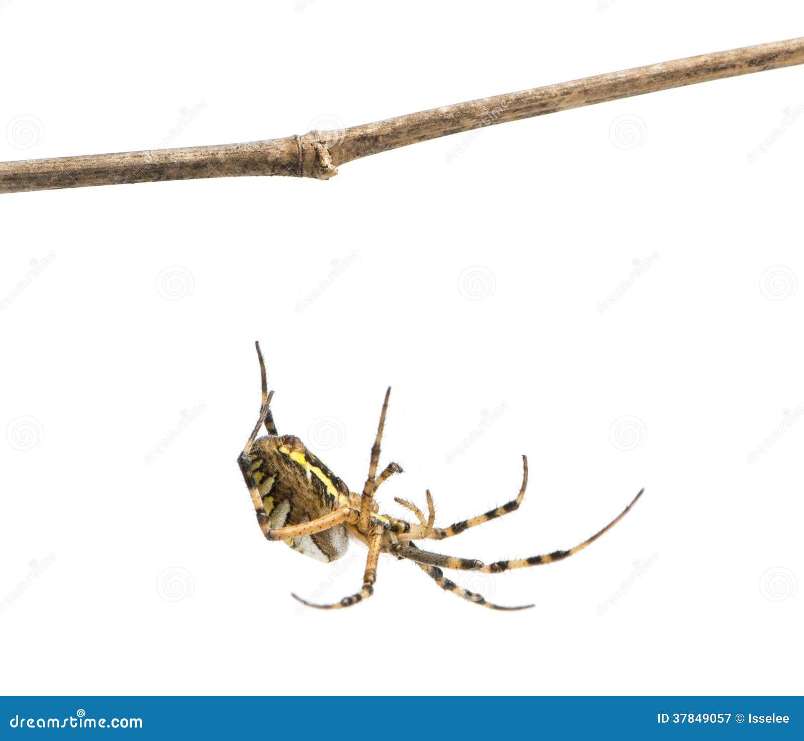 Big Spider Hanging On The Banding Web. Royalty-Free Stock Photography ...