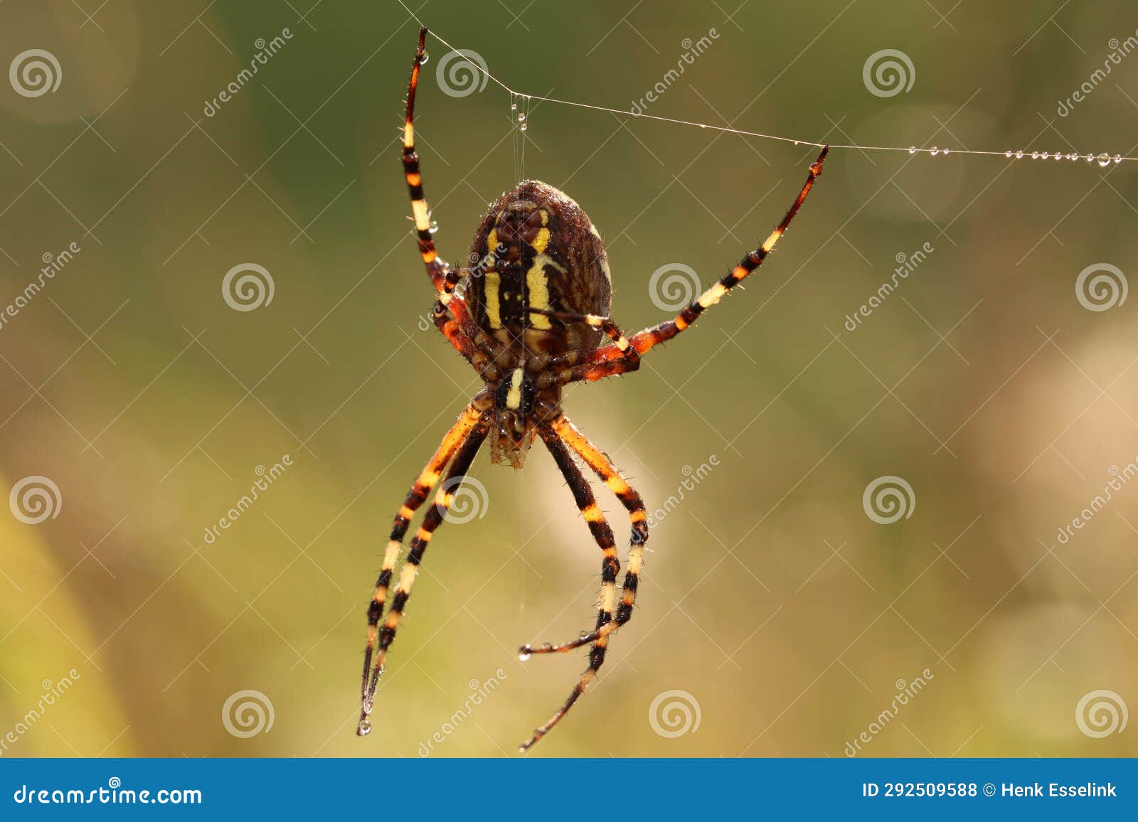 Wasp Spider Hanging from Web Stock Photo - Image of bruennichi, early ...