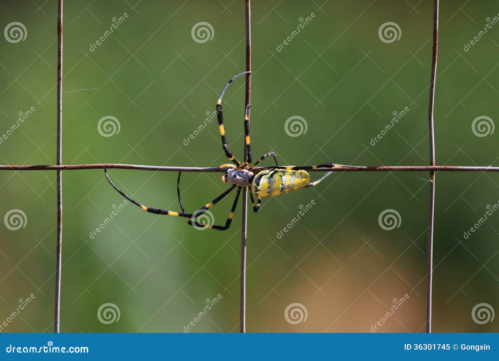 Wasp spider stock image. Image of barbed, webs, black - 36301745