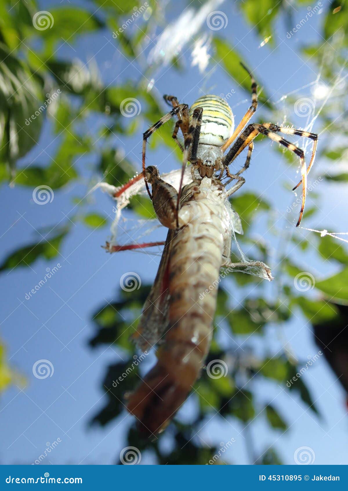 Wasp Spider Killing a Locust Stock Image - Image of wasp, predator ...