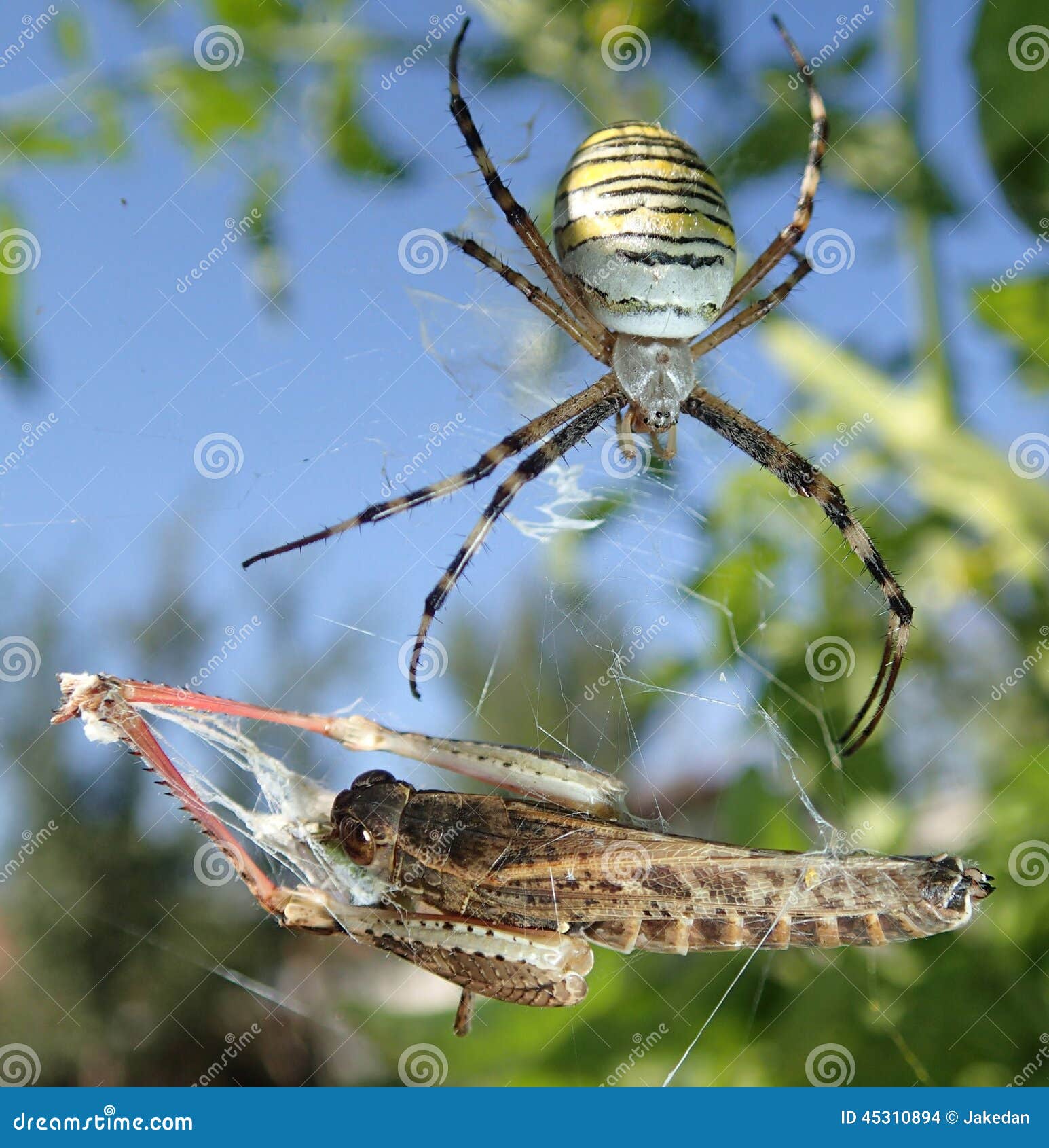 Wasp spider and locust stock photo. Image of hunter, wasp - 45310894