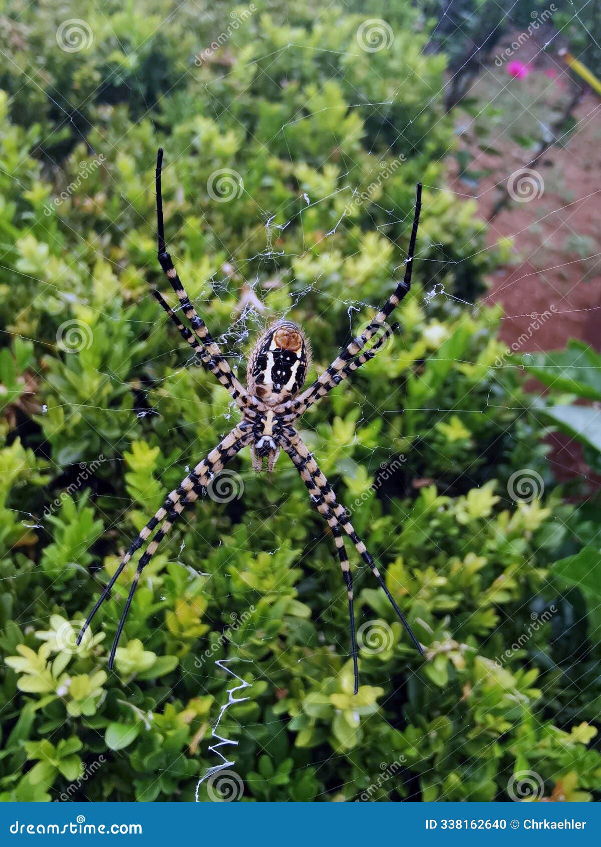A Wasp Spider in a red stock photo. Image of green, grass - 338162640