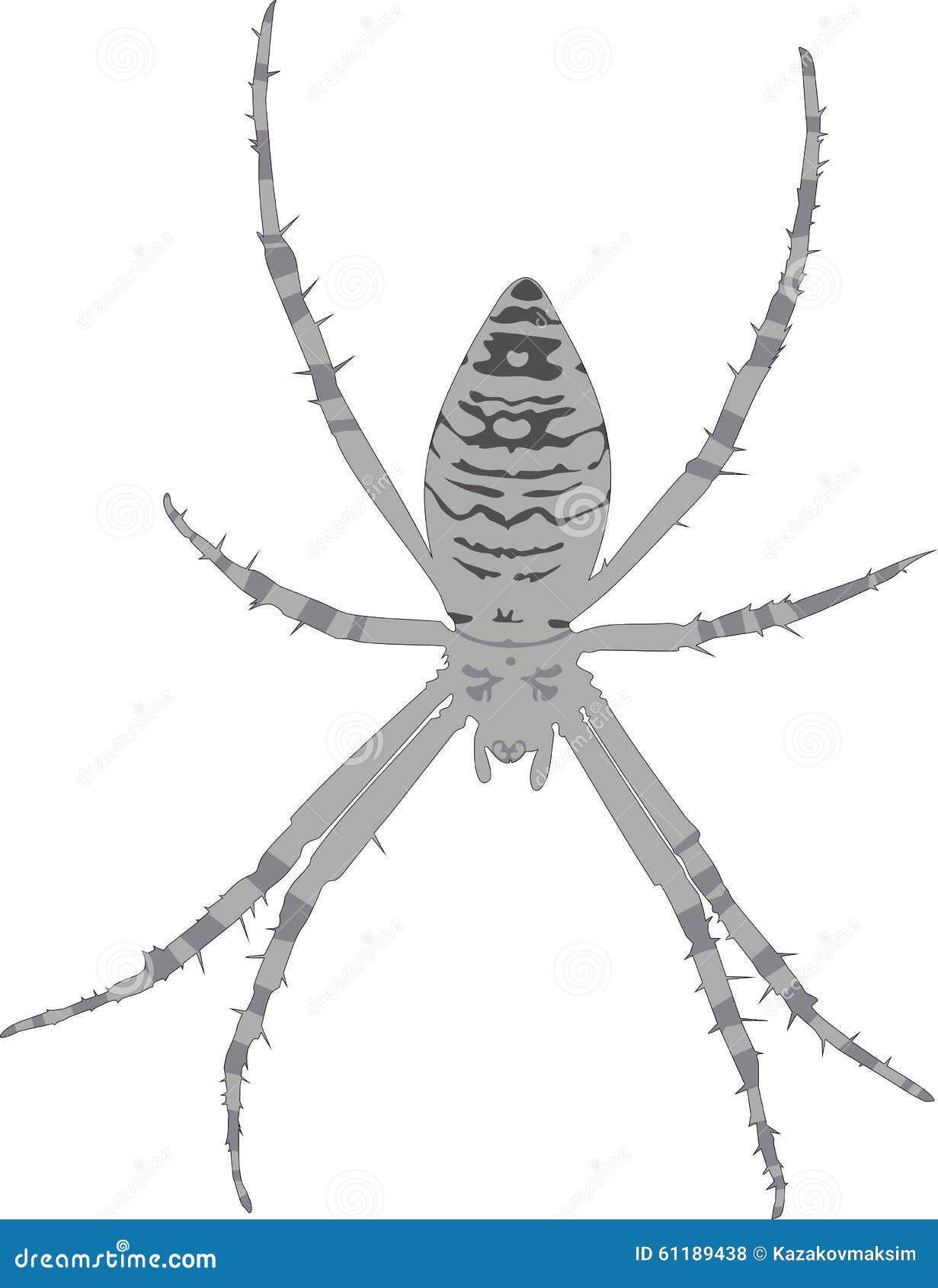 Wasp spider stock vector. Illustration of drawing, wild - 61189438