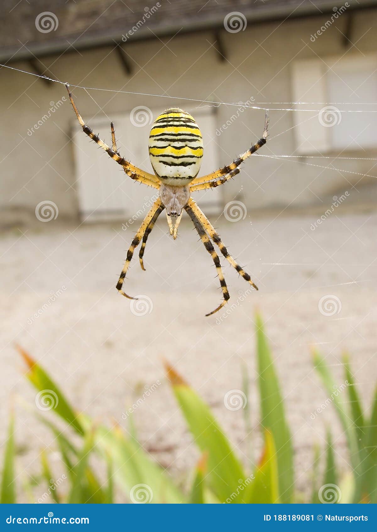 Tiger Spider stock image. Image of wasp, macro, yellow - 188189081