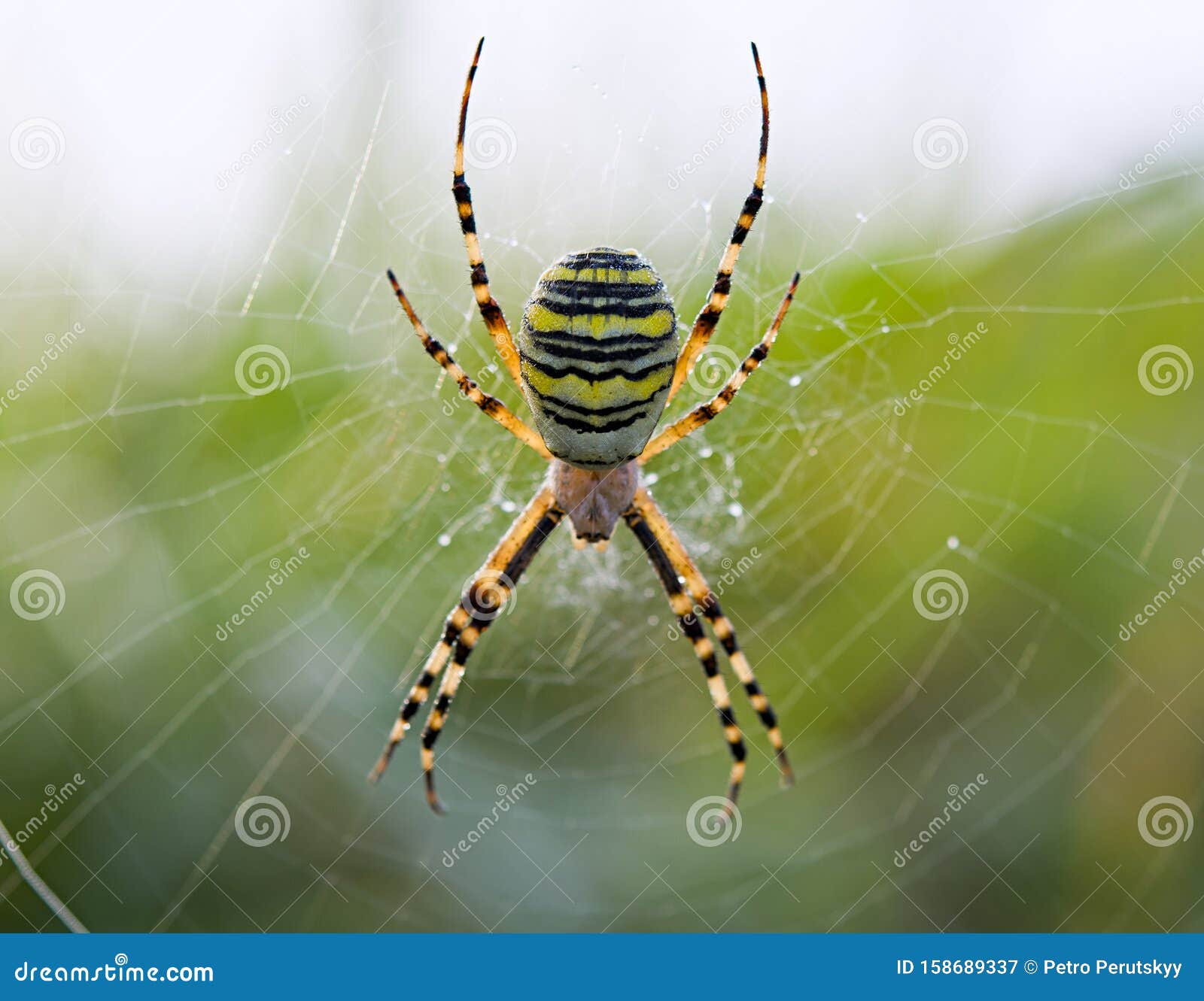 Wasp spider stock image. Image of wasp, pattern, macro - 158689337