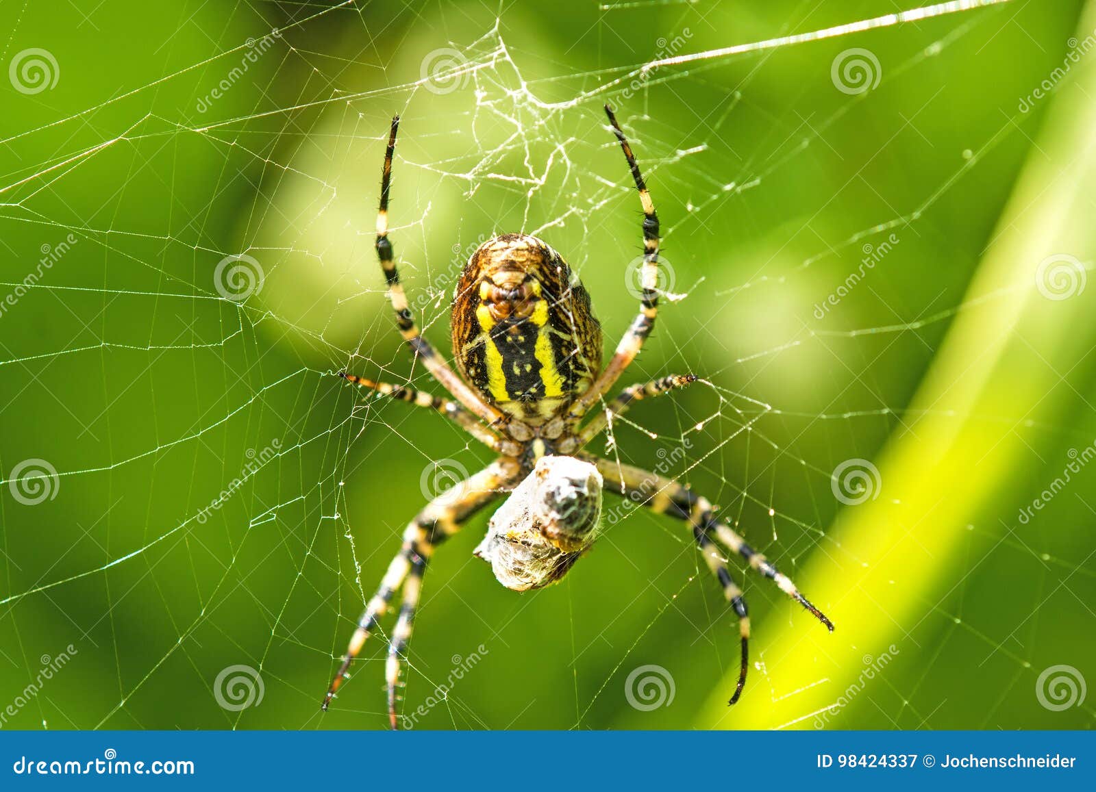 598 Spider Wrapped Stock Photos - Free & Royalty-Free Stock Photos from ...