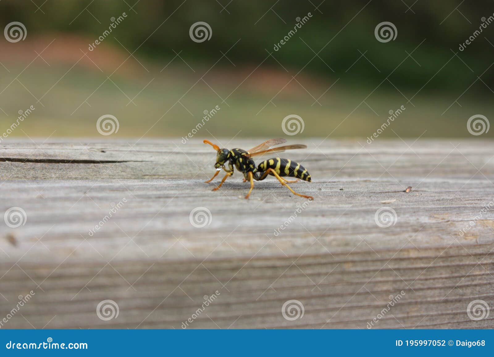 Wasp Starts Drinking a Drop of Water Stock Photo - Image of black ...