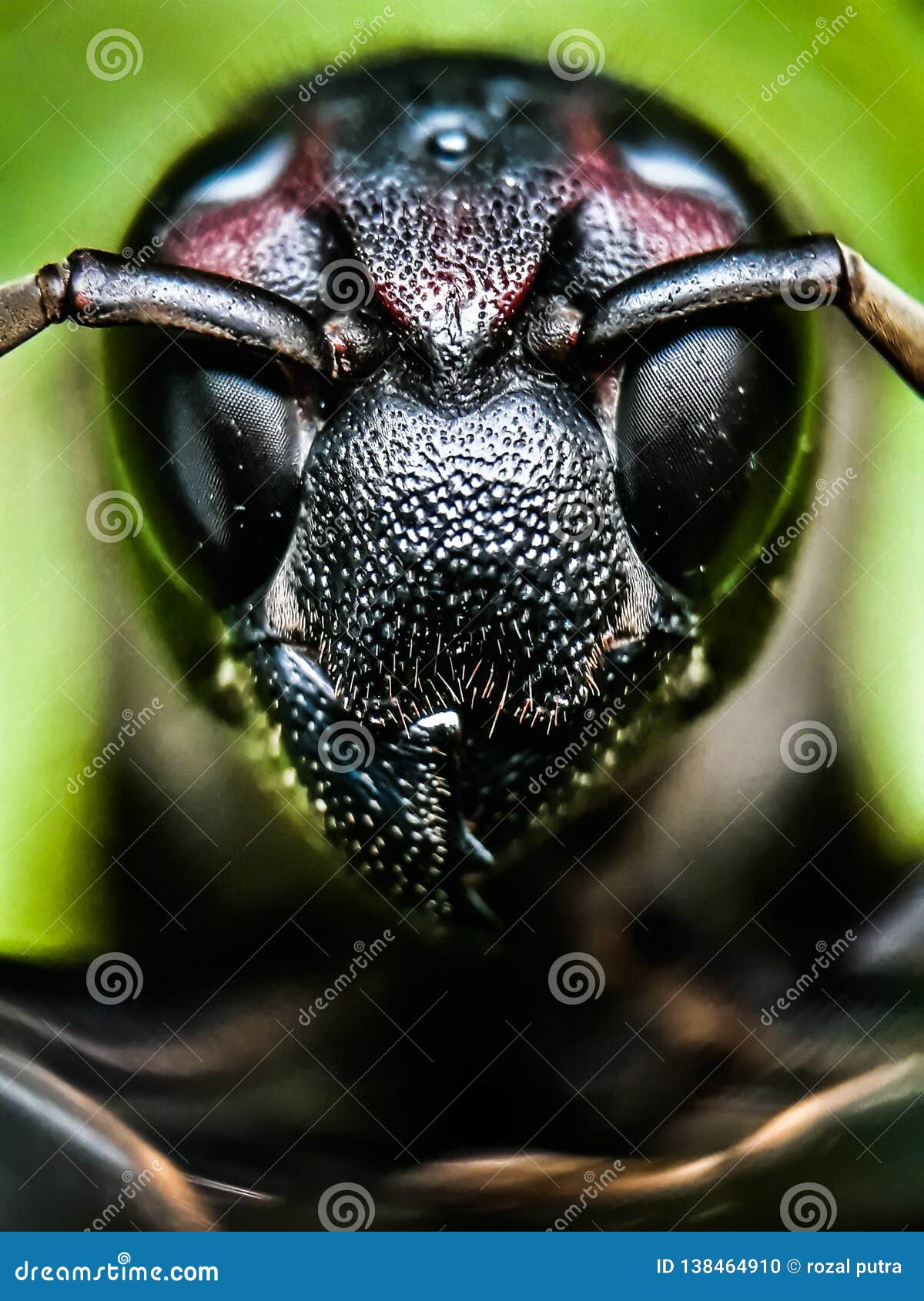 In a wasp sting stock photo. Image of animal, wasp, wildlife - 138464910