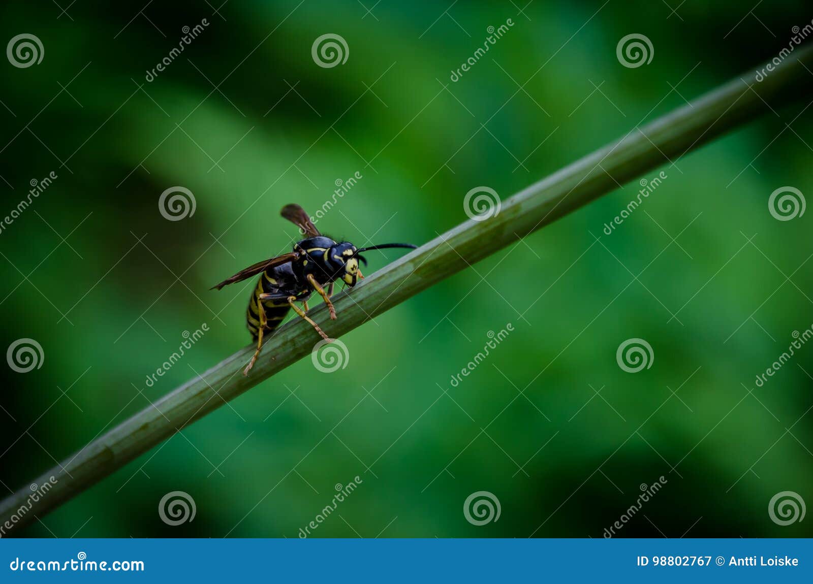 Wasp on a Straw stock image. Image of yellow, hornet - 98802767