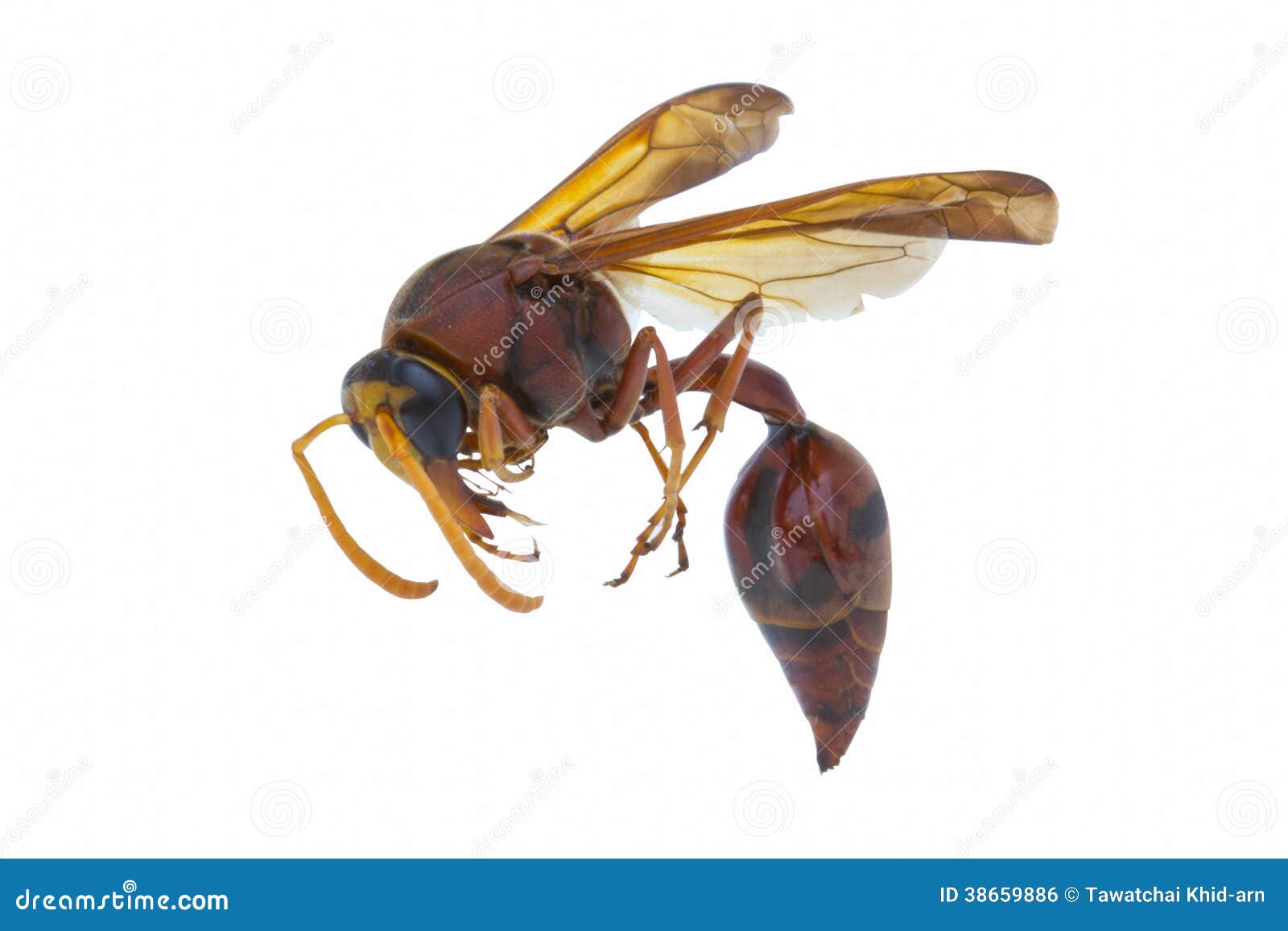 Brown Wasp