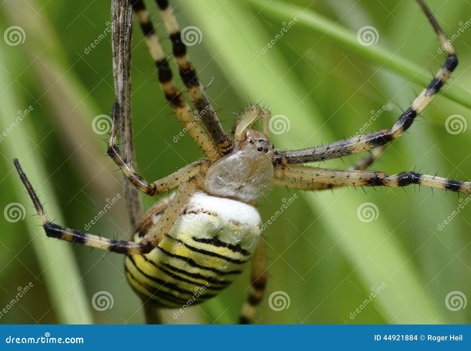 Wasp-Tiger Spider stock photo. Image of black, plants - 44921884
