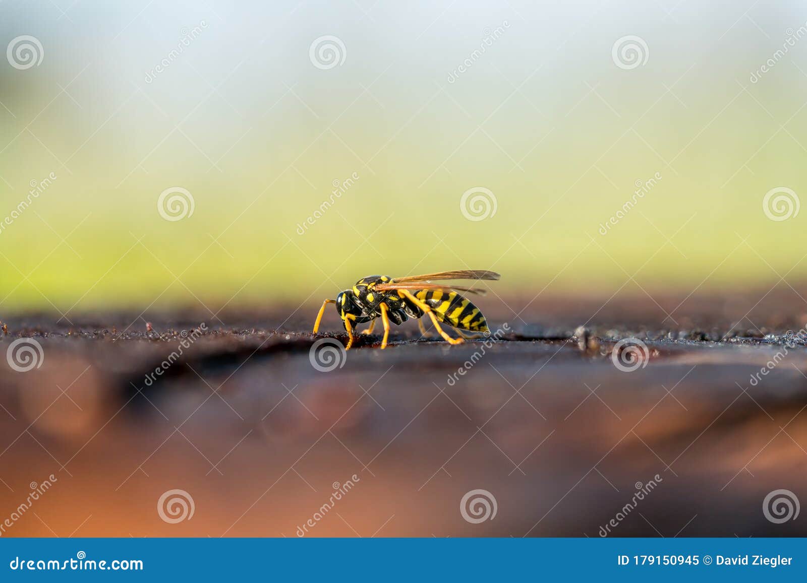 Wasp macro photography stock image. Image of sting, close - 179150945