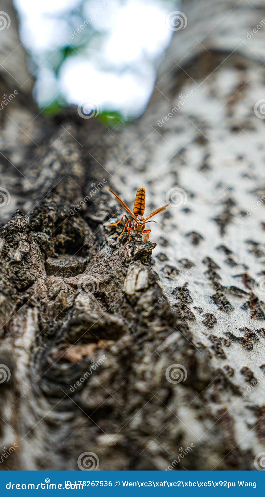 Wasp wasp on a tree trunk stock photo. Image of trunk - 178267536