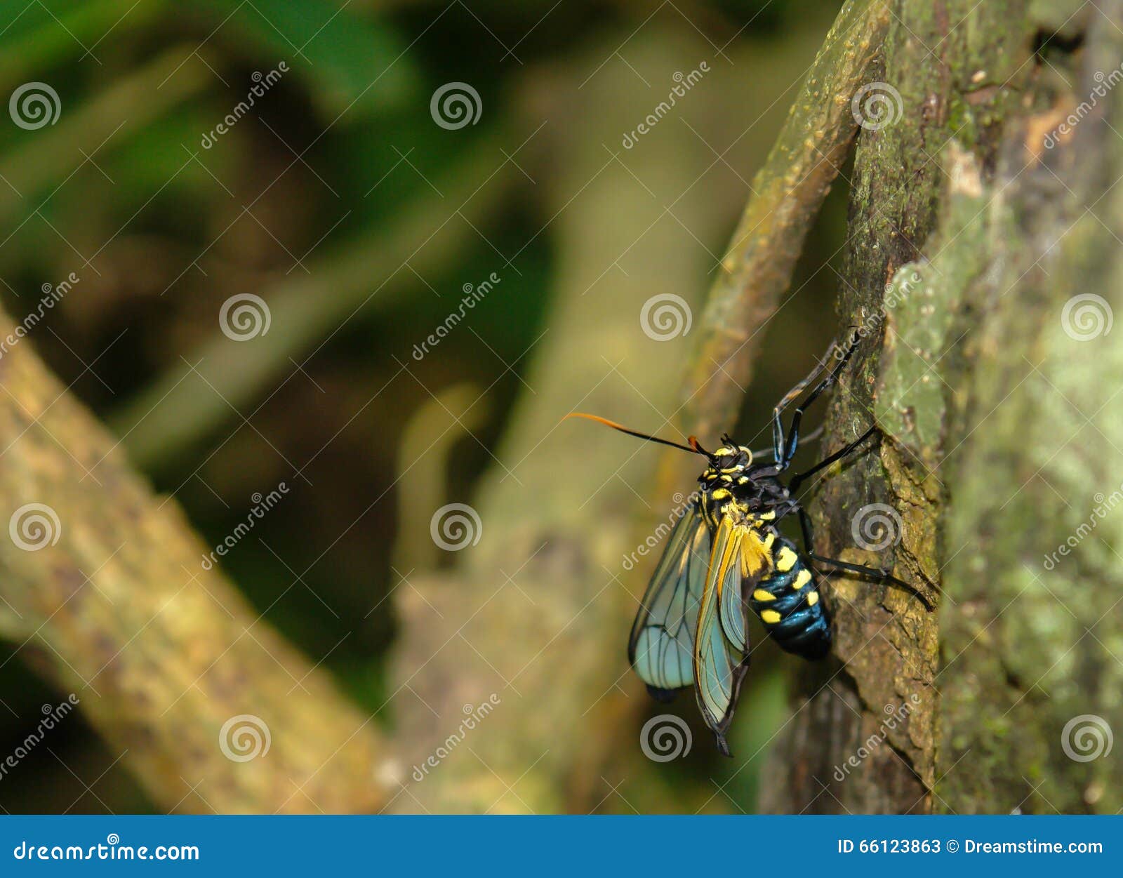 Wasp stock image. Image of macro, wildlife, closeup, dirt - 66123863