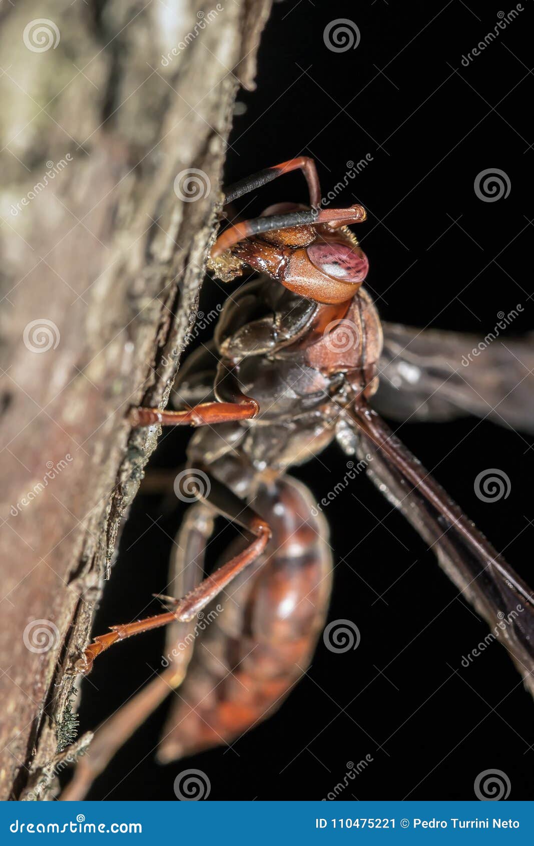 Wasp in the Trunk of Tree Extreme Close Up Stock Image - Image of ...