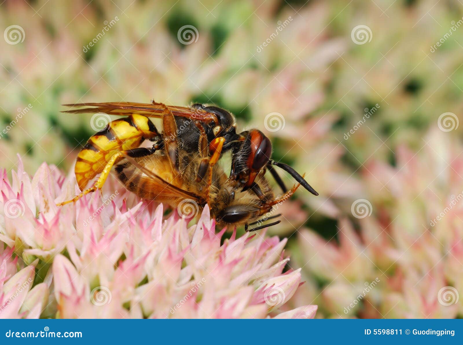 Wasp attacking bee. stock image. Image of bully, close - 5598811