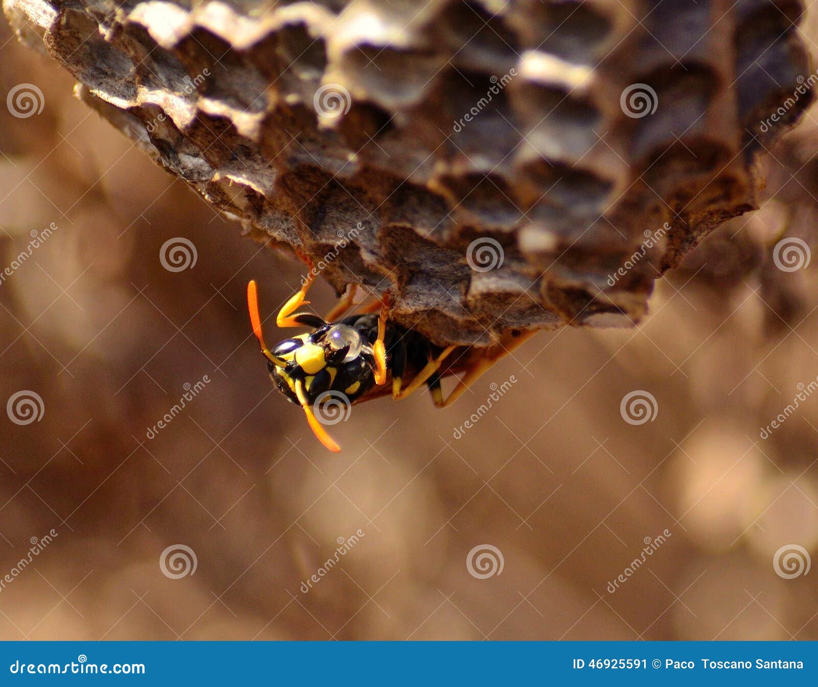 Wasp under the nest stock image. Image of biodiversity - 46925591