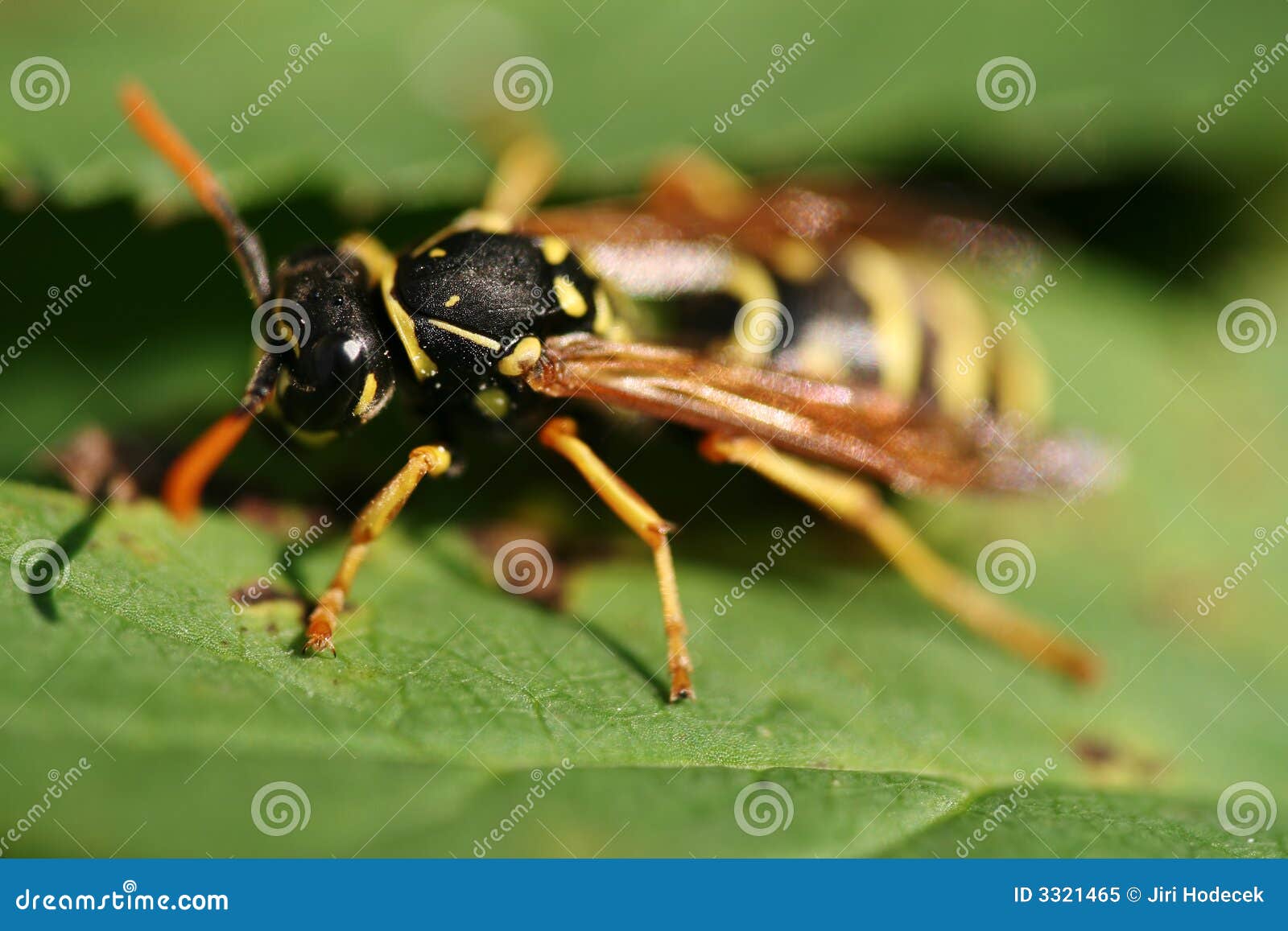 Wasp Vespa vulgaris stock image. Image of crawling, black - 3321465