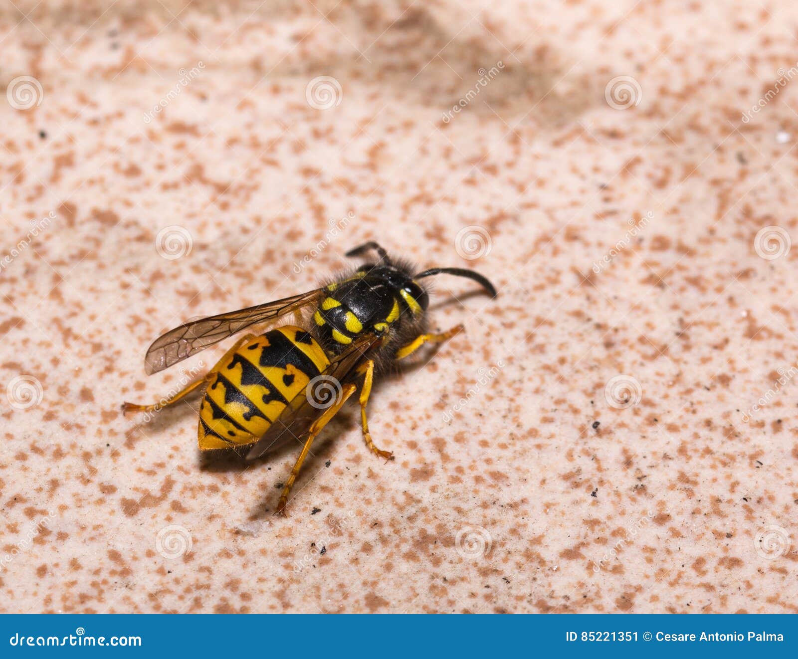 Wasp on wall stock image. Image of dangerous, autumn - 85221351