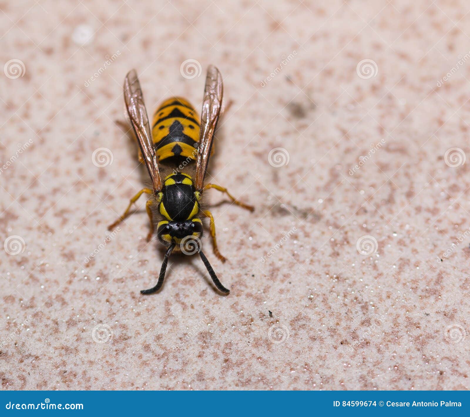 Wasp on wall stock photo. Image of sharp, toxic, wasp - 84599674