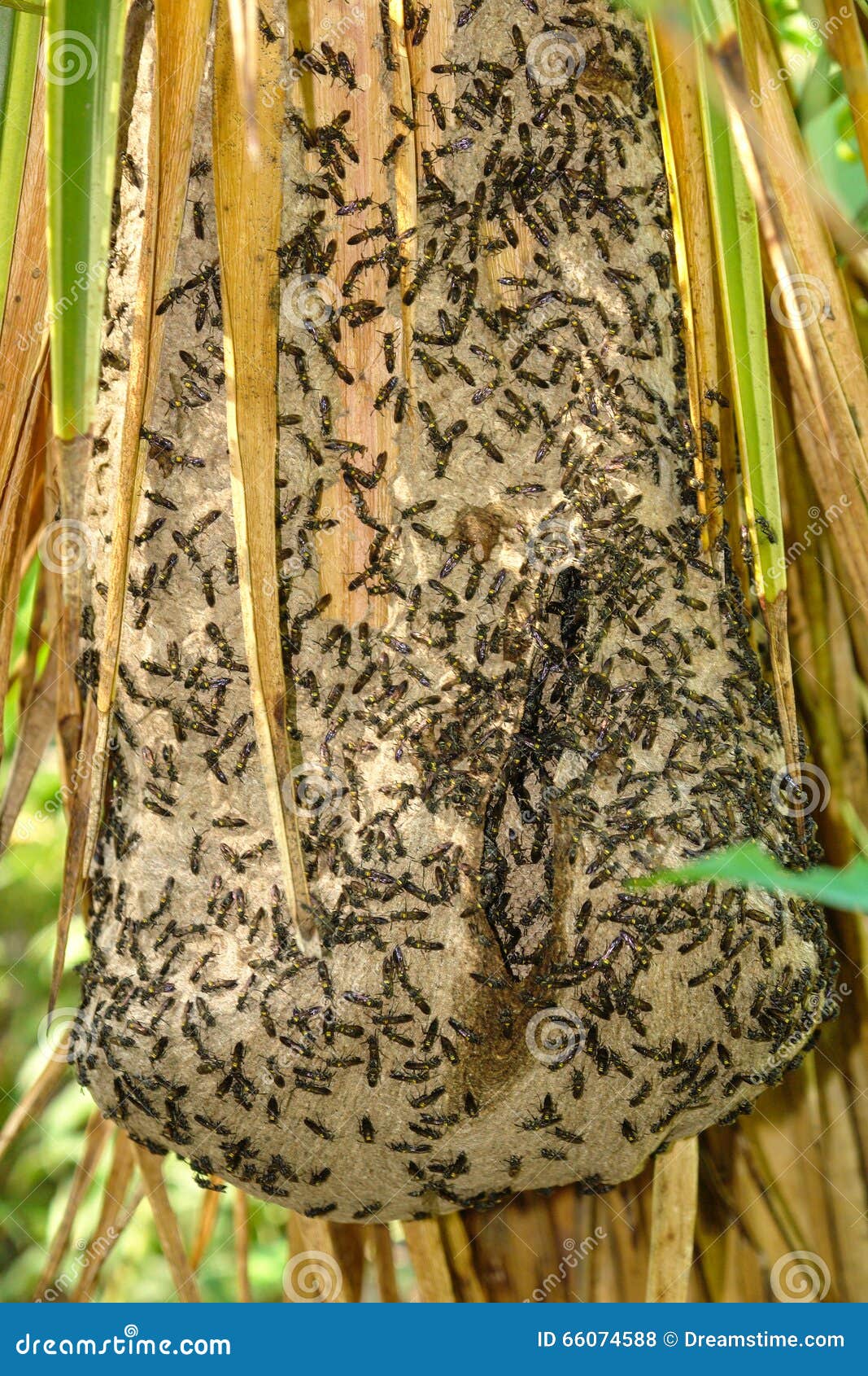 Wasp stock photo. Image of south, work, insect, dangerous - 66074588