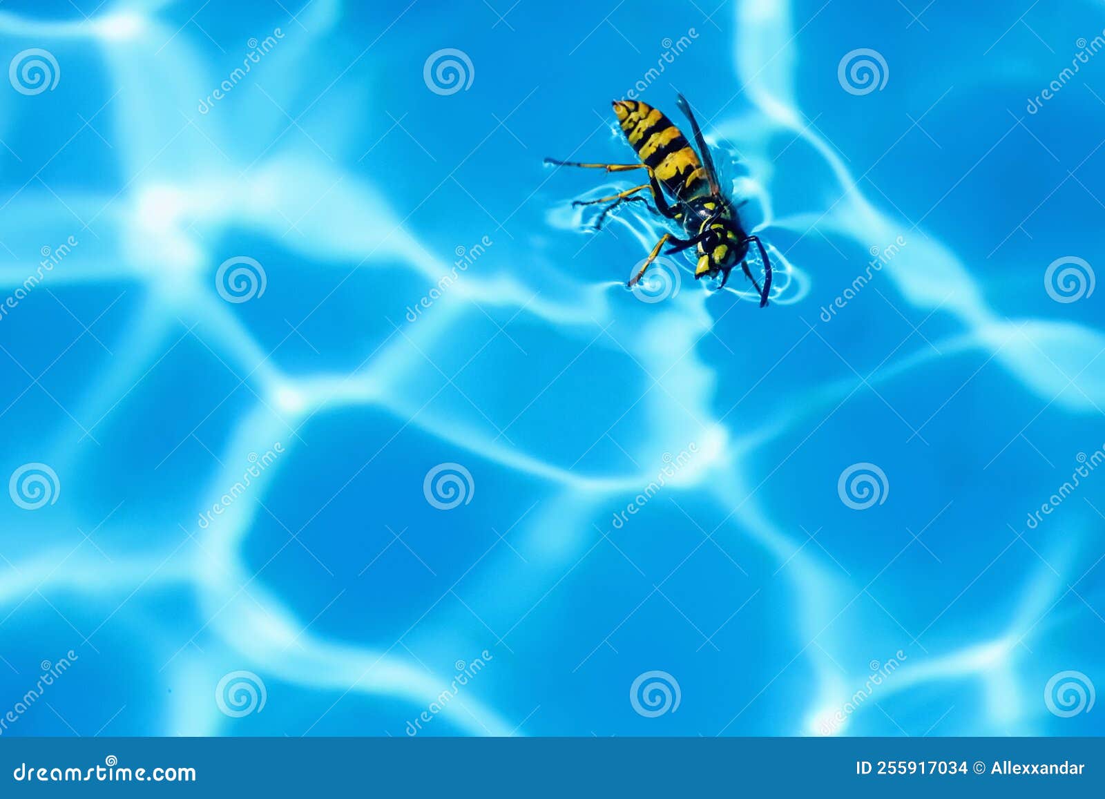 Wasp on the water surface stock photo. Image of dangerous - 255917034