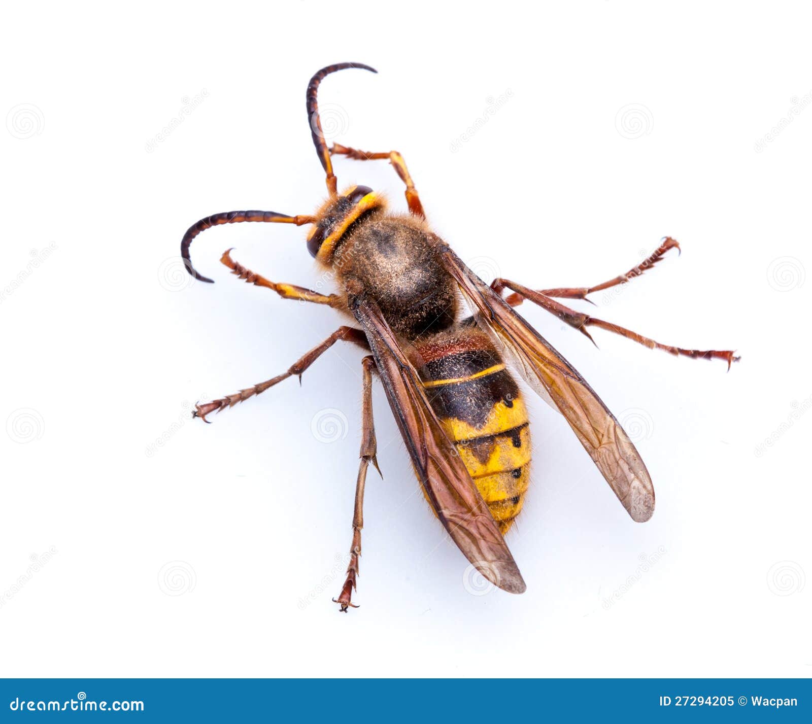 Wasp on white Background stock image. Image of wasp, hairy - 27294205