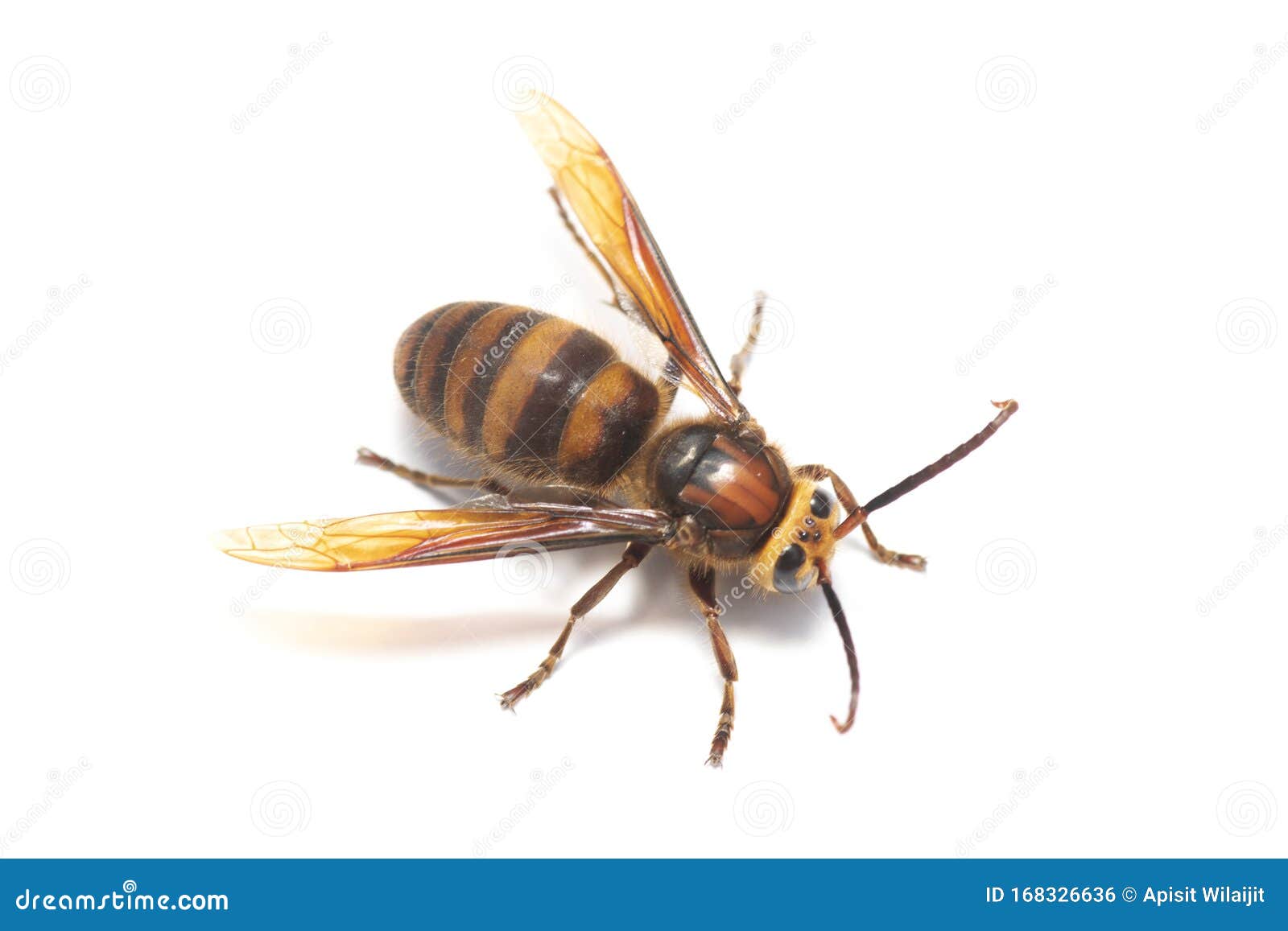 Wasp on White Background. stock photo. Image of animal - 168326636