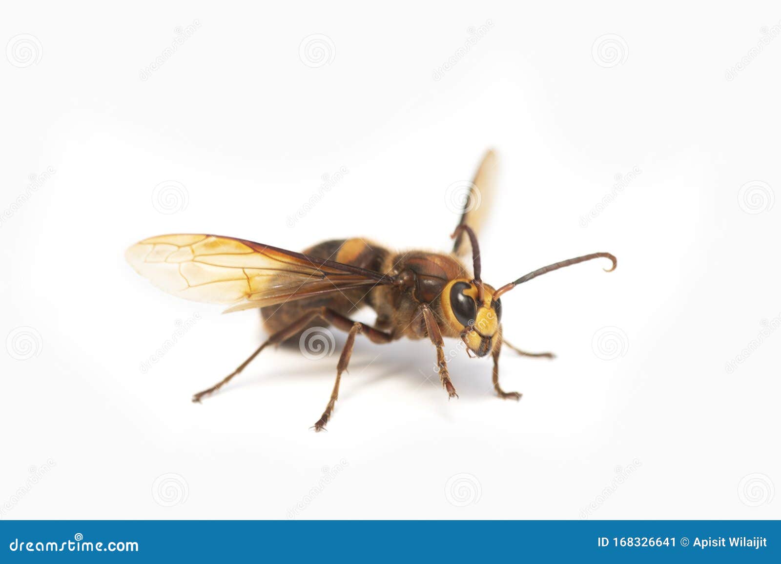Wasp on White Background. stock image. Image of pesticide - 168326641