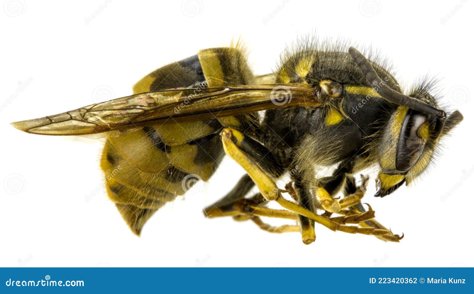 Wasp on White Background Isolated Stock Photo - Image of vulgaris ...