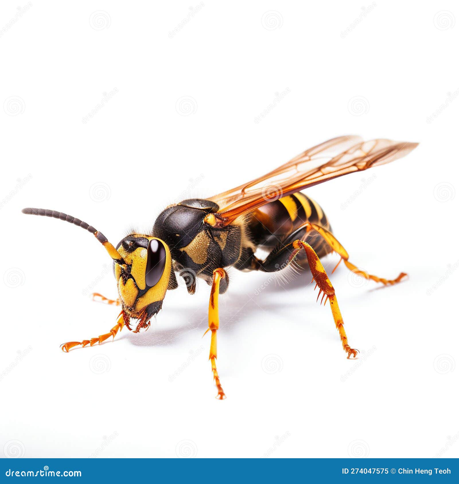 Wasp on White Background. Isolated on a White Background Stock ...