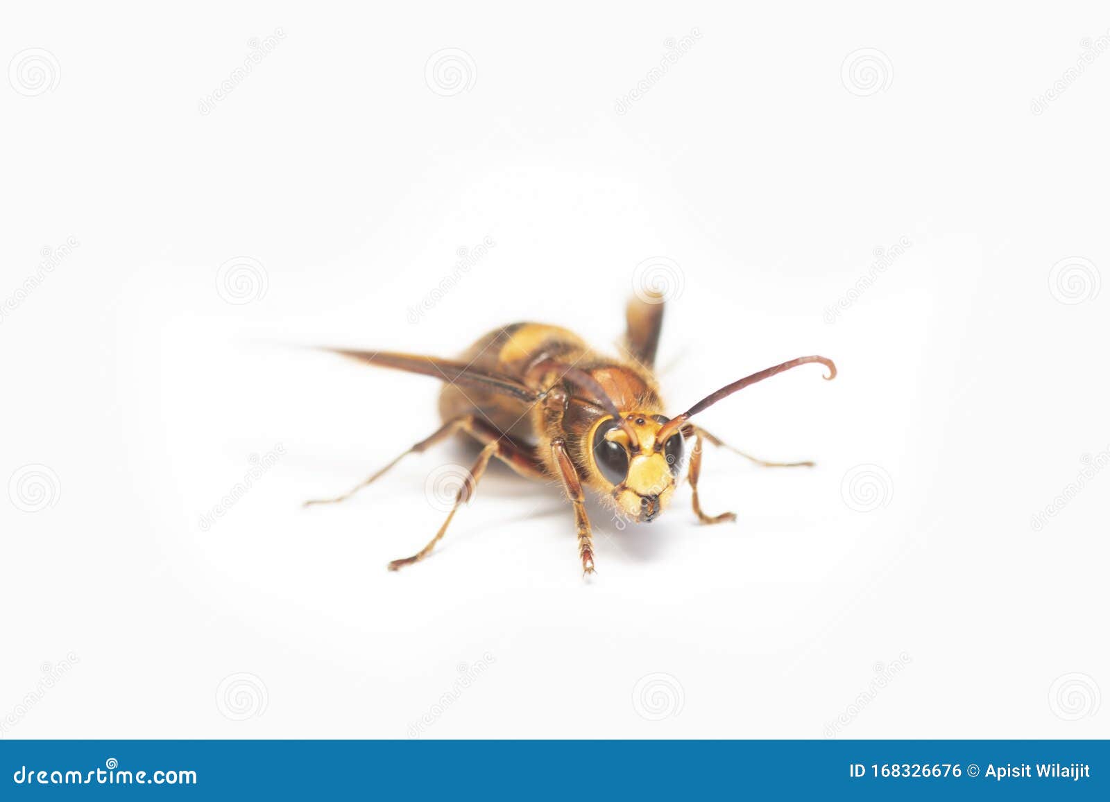 Wasp on White Background. stock photo. Image of environment - 168326676