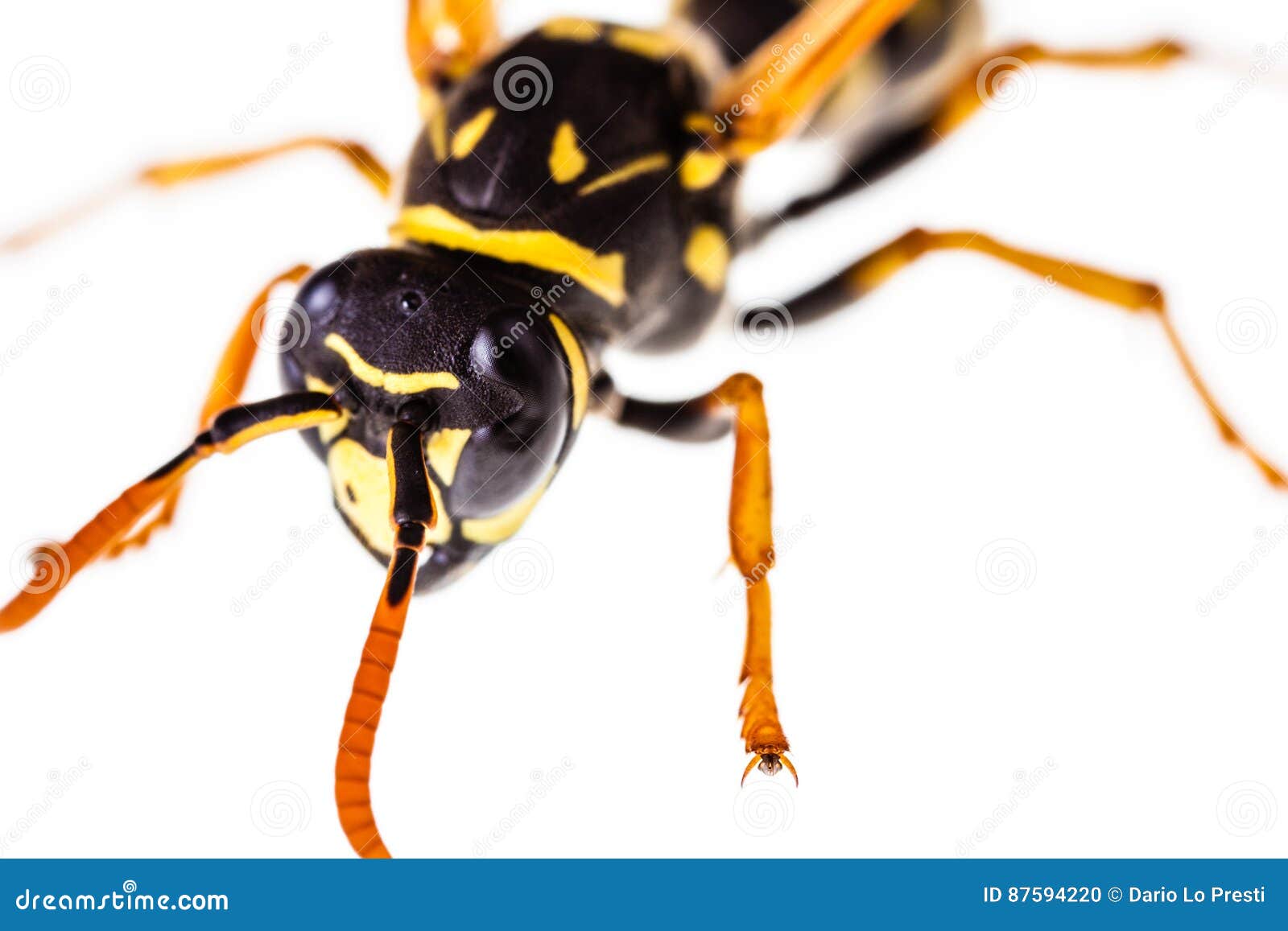 Wasp on white detail stock photo. Image of entomology - 87594220