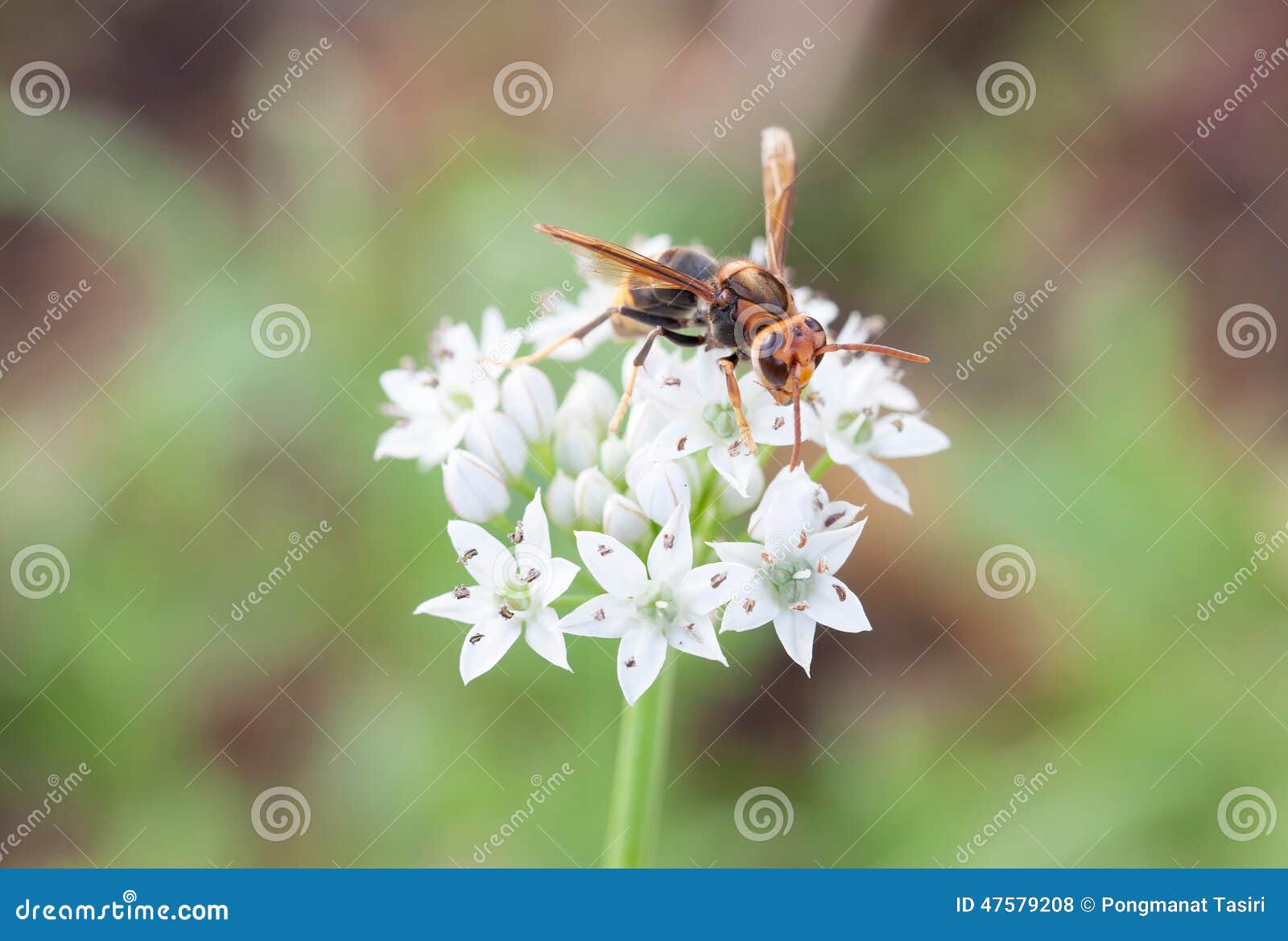 The Wasp of the White Flower Stock Photo - Image of nature, allergy ...